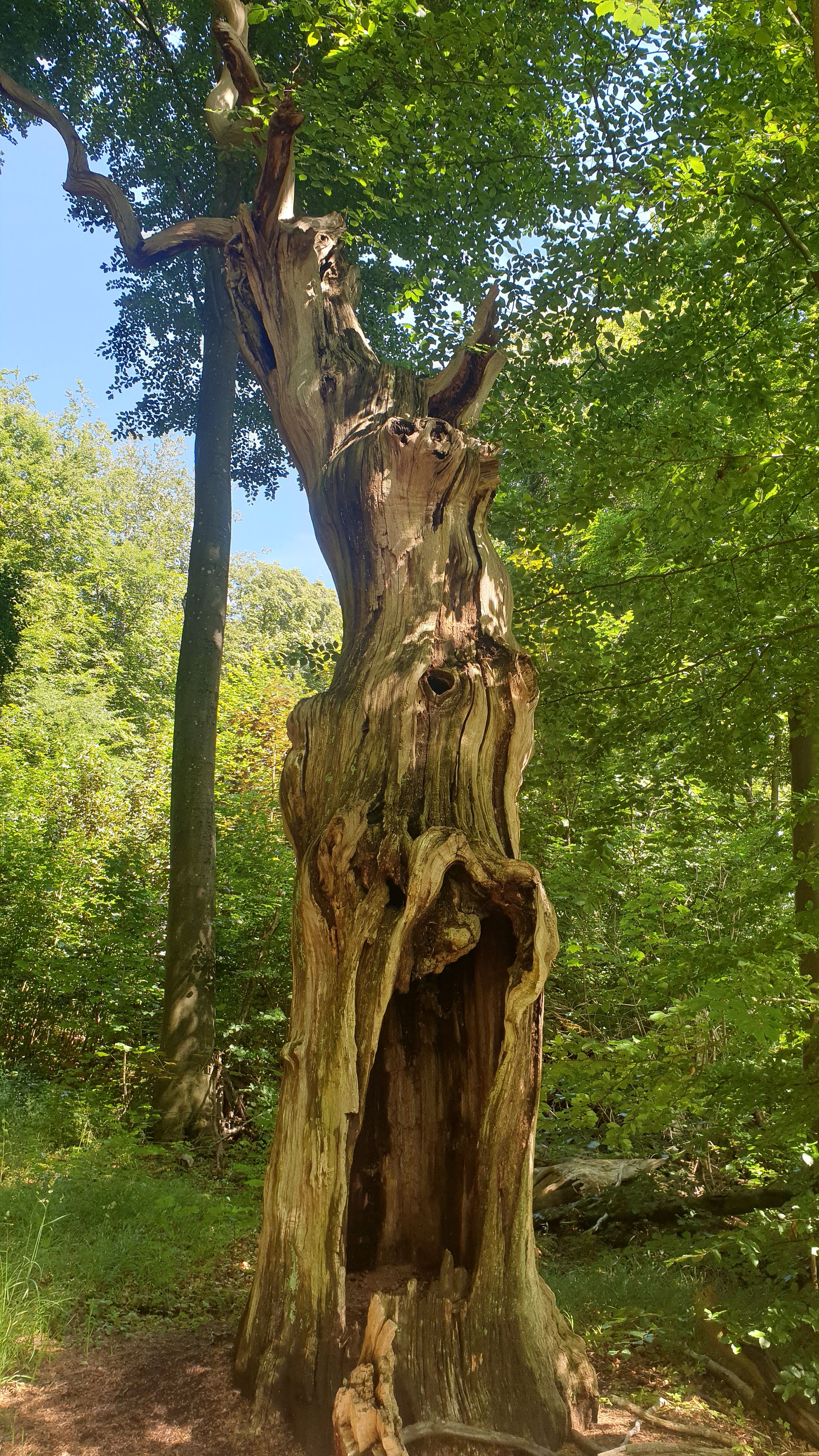 Whither the microhabitats? Value of living and dead trees in the Black ...