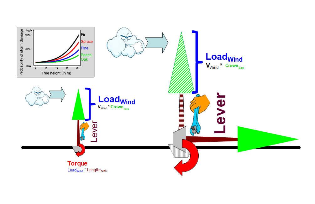 Do or do nothing – does thinning promote forests in climate change ...