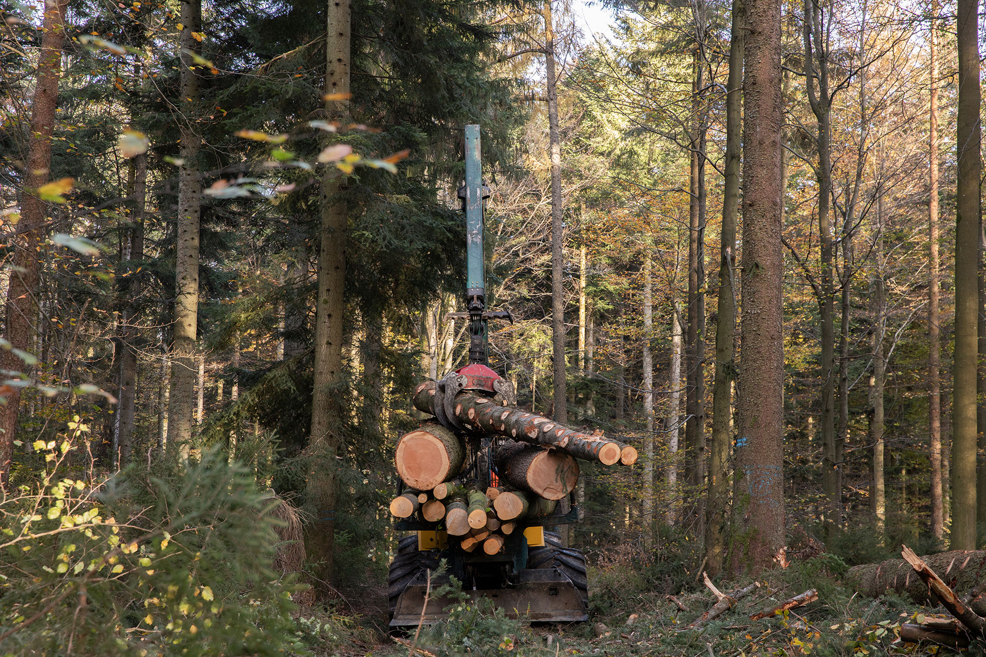Do or do nothing – does thinning promote forests in climate change ...
