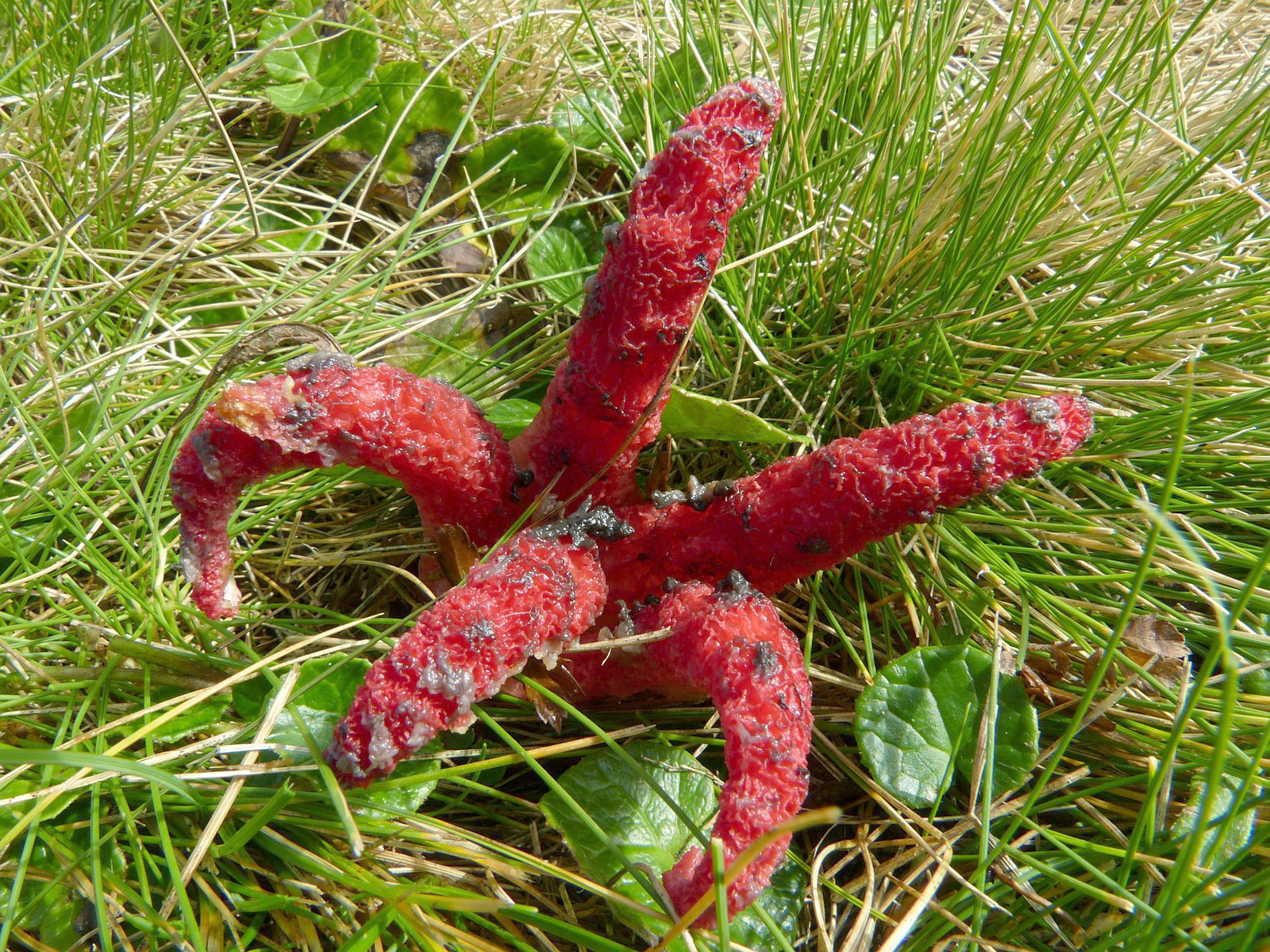 Anthurus étoilé et le Clathre rouge - waldwissen.net