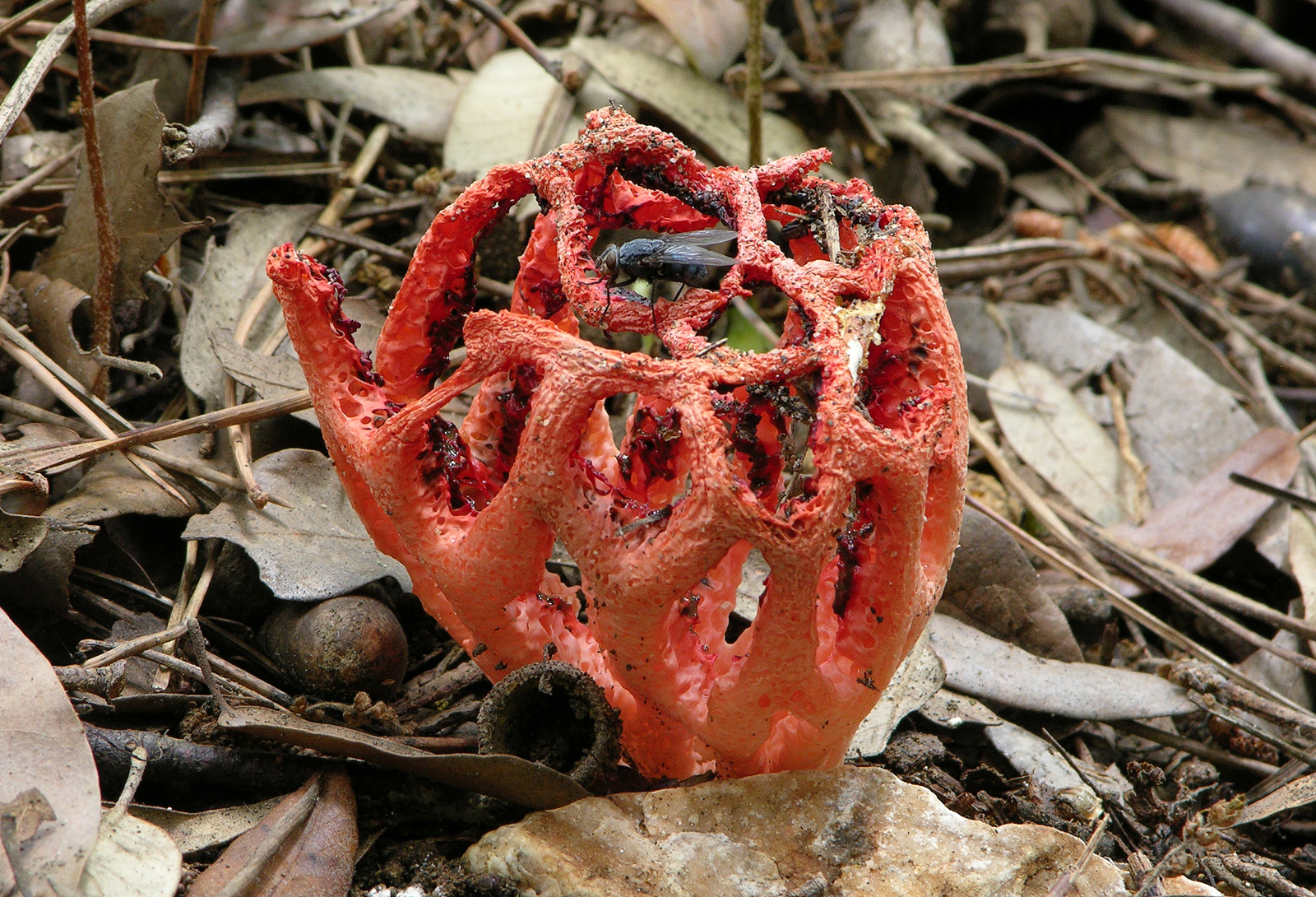 Anthurus étoilé et le Clathre rouge - waldwissen.net