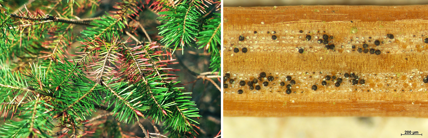 Diseases and pests on Douglas fir - waldwissen.net