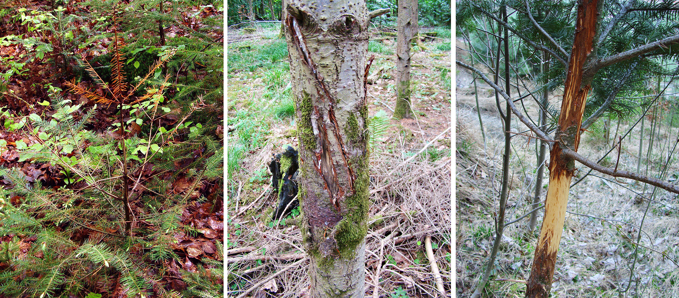 Diseases and pests on Douglas fir - waldwissen.net