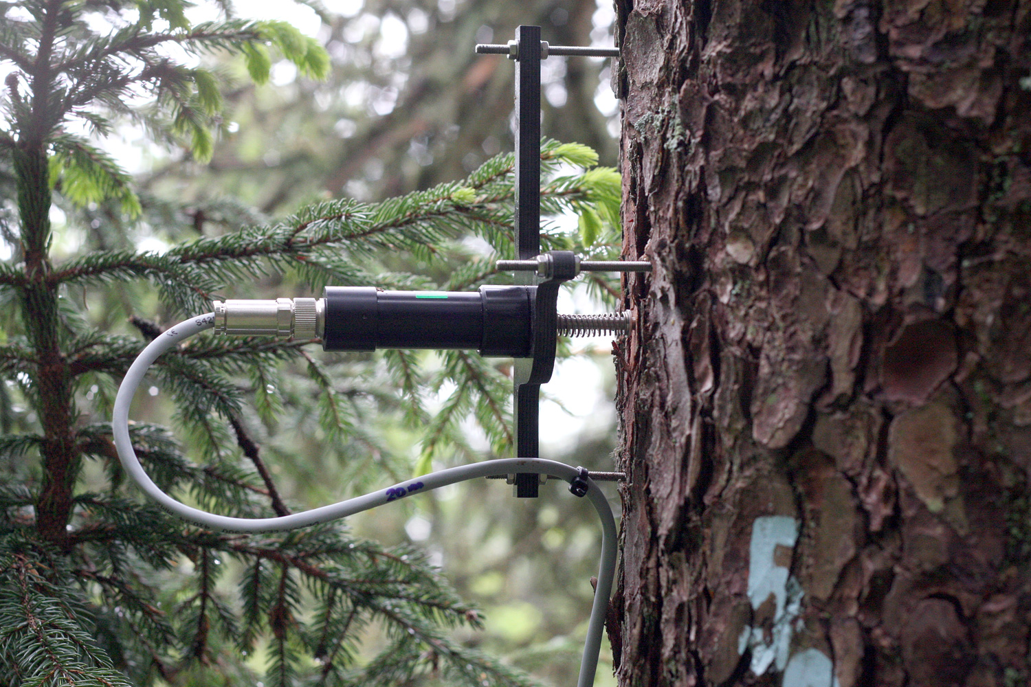 Why trees grow at night - waldwissen.net