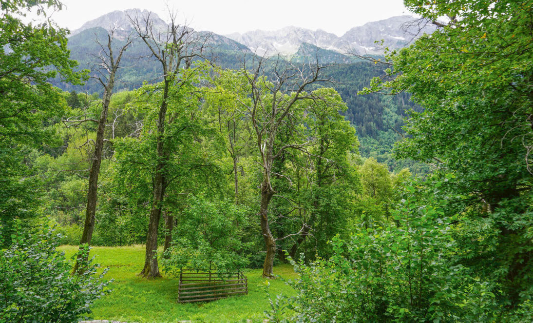 Pathogene, Schädlinge und Trockenheit setzen dem Wald zu