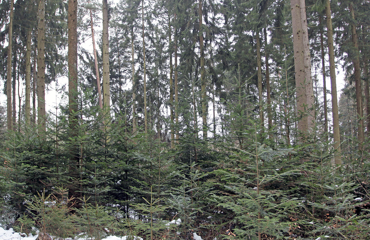 Dank genetischer Vielfalt ist die Weisstanne fit für die Zukunft ...