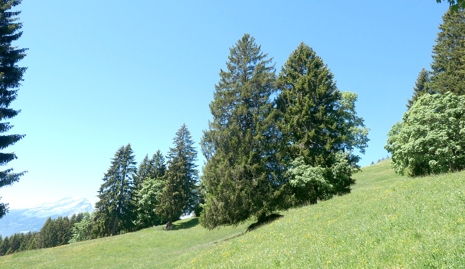 Neu entdeckter Pilz kastriert Fichtenblüten - waldwissen.net