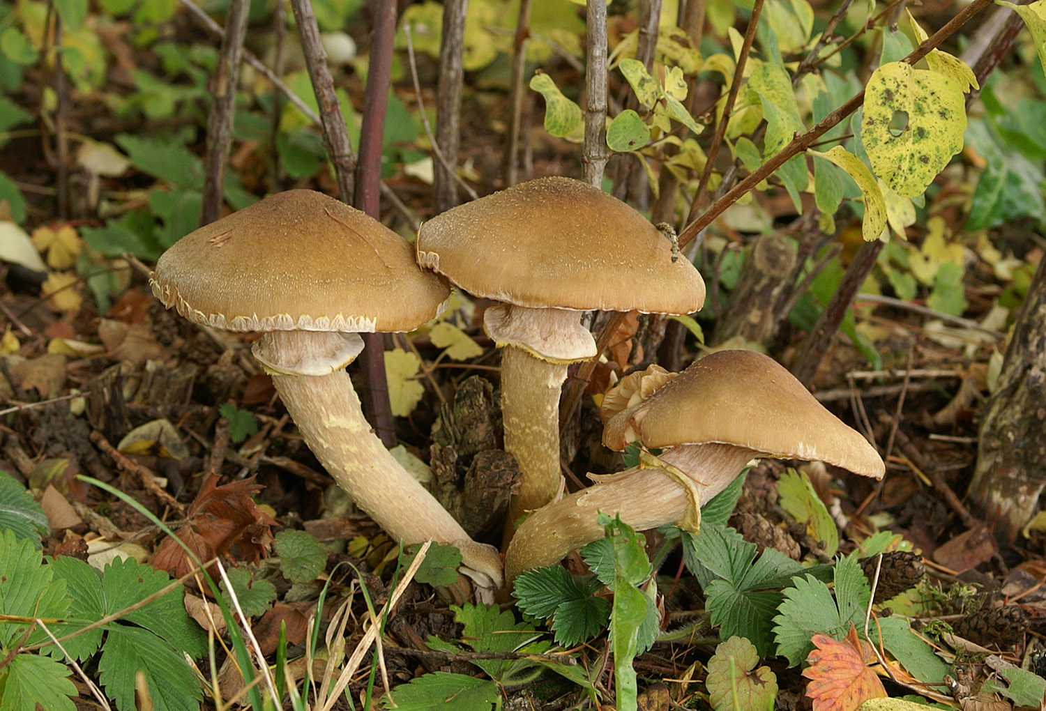 Auch der Hallimasch setzt den Eschen stark zu - waldwissen.net