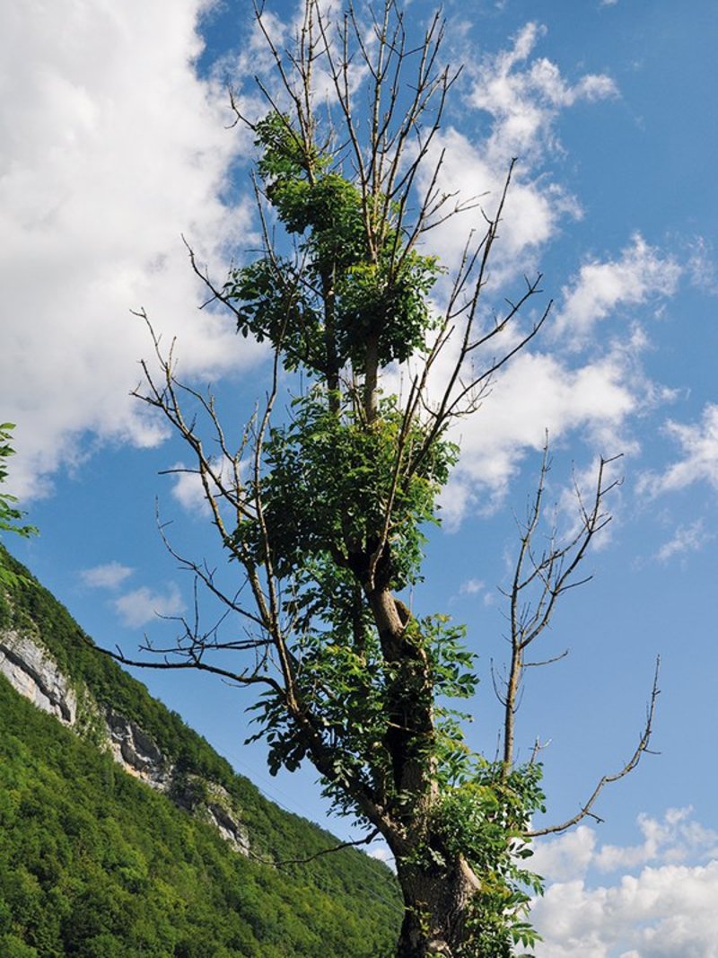 Eingeschleppte Pilze (Neomyceten) in der Schweiz - waldwissen.net