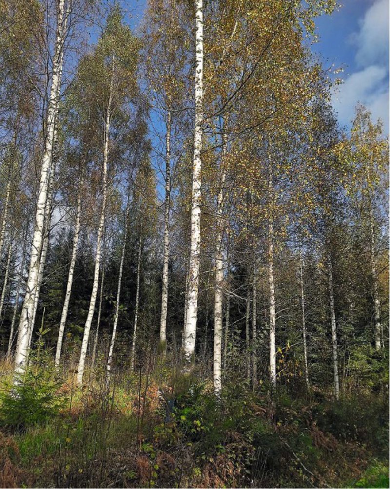Die Karelische Birke - waldwissen.net