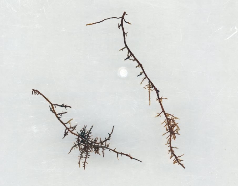 More roots in warmer forest soil - waldwissen.net