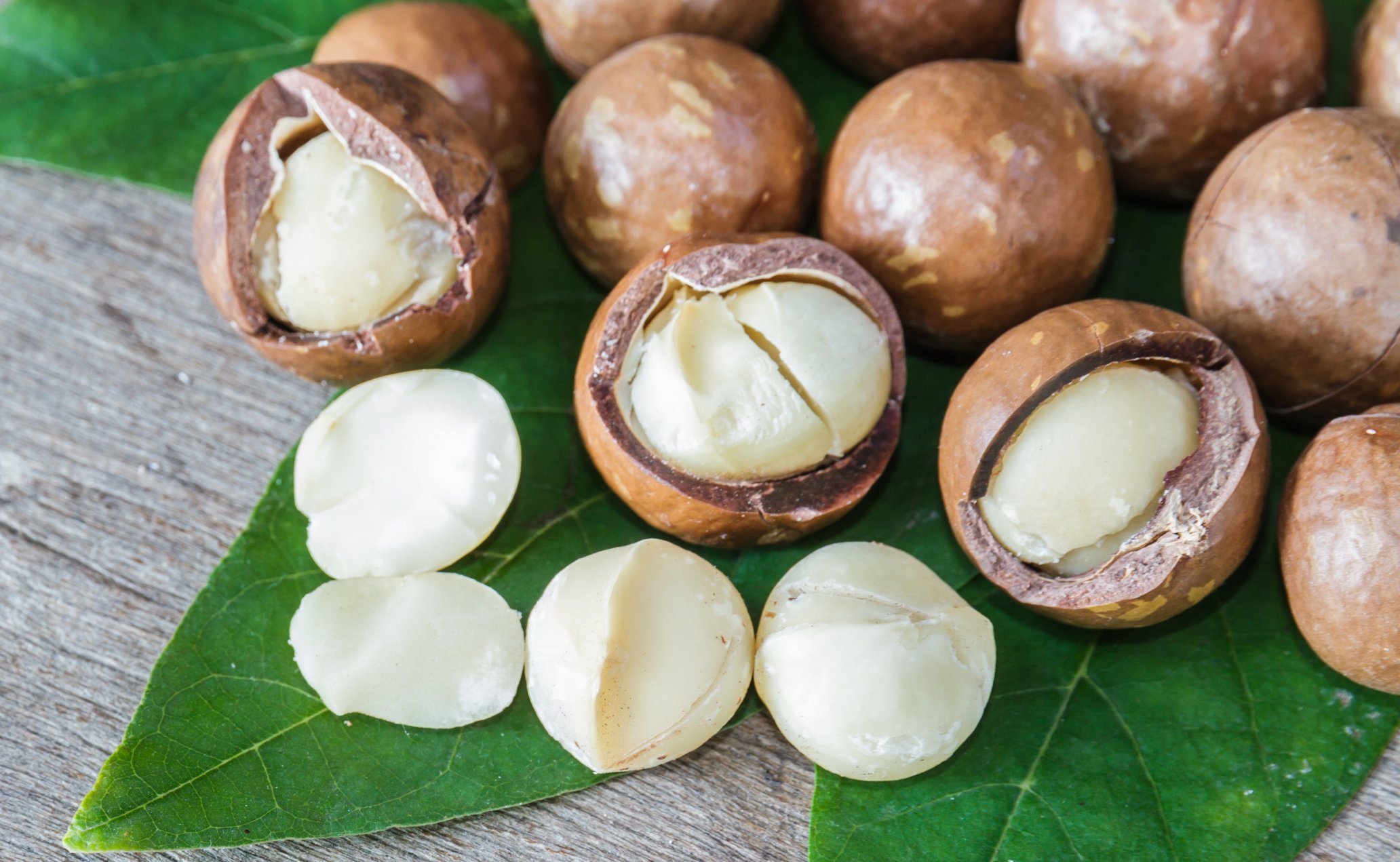 Nuss und Mandelkern - Nüsse und Nussbäume näher betrachtet