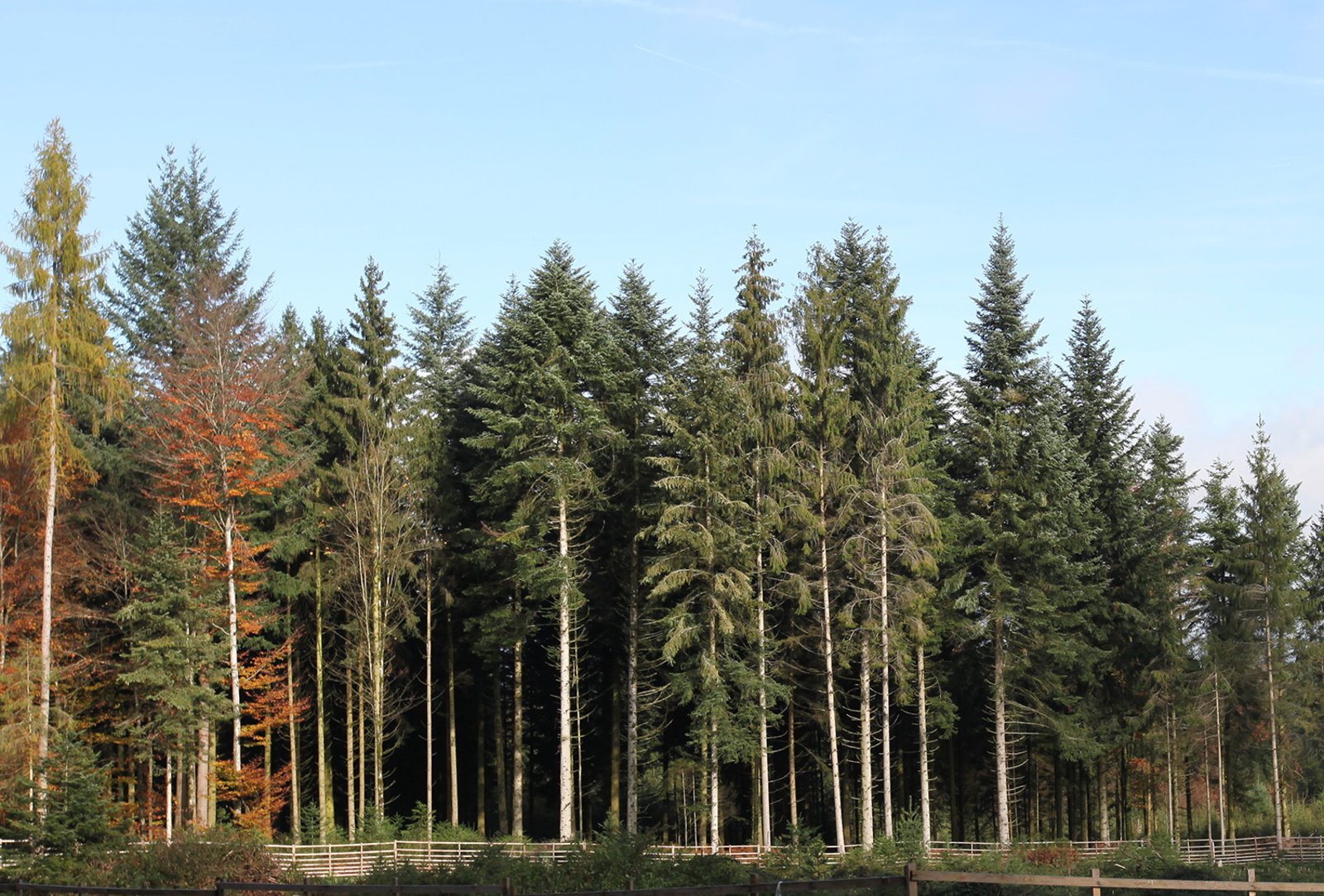 Chancen und Risiken der Douglasie im Waldbau