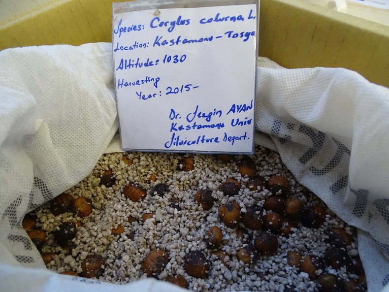 Turkish hazel - focus on seed and propagation - waldwissen.net