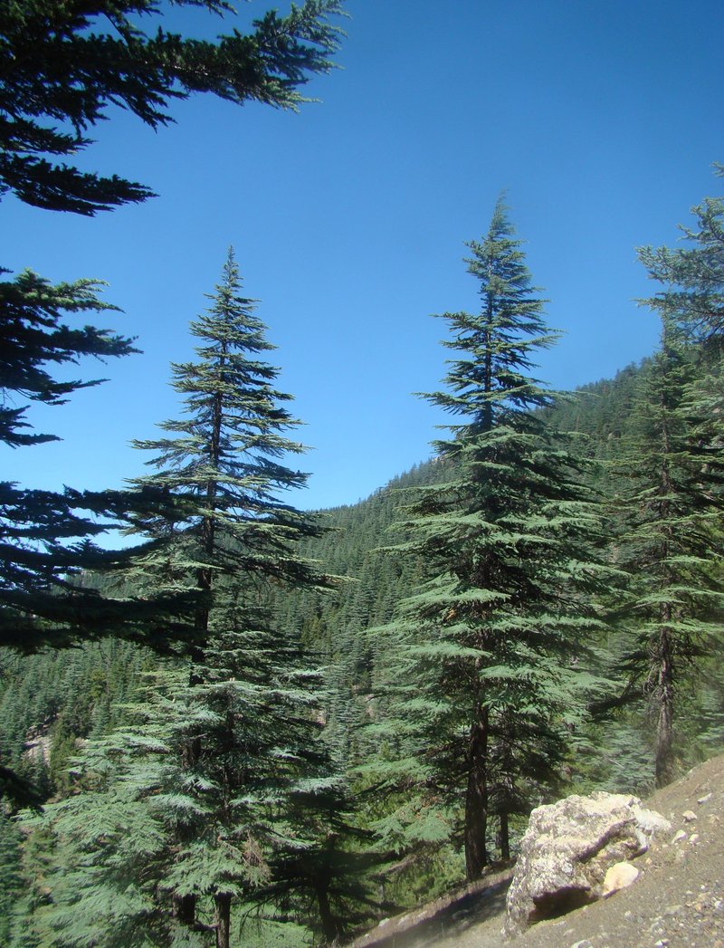 The cedar of Lebanon - a drought-tolerant tree species for dry sites ...