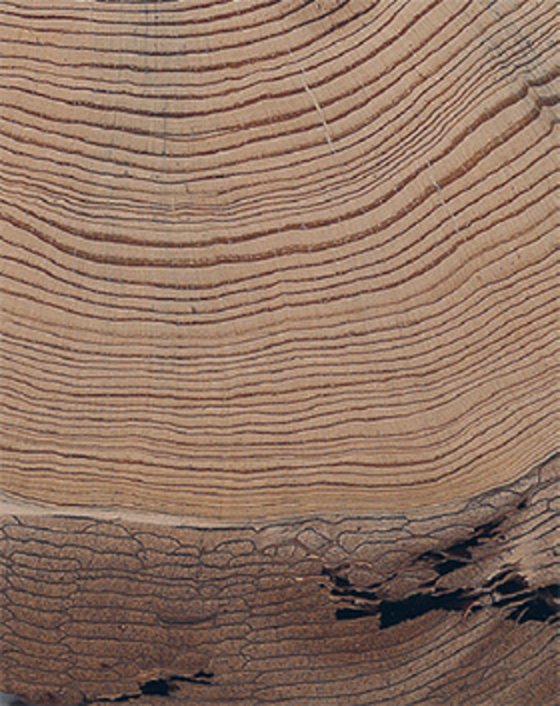 Auswirkungen des Klimas auf die Wälder im Churer Rheintal