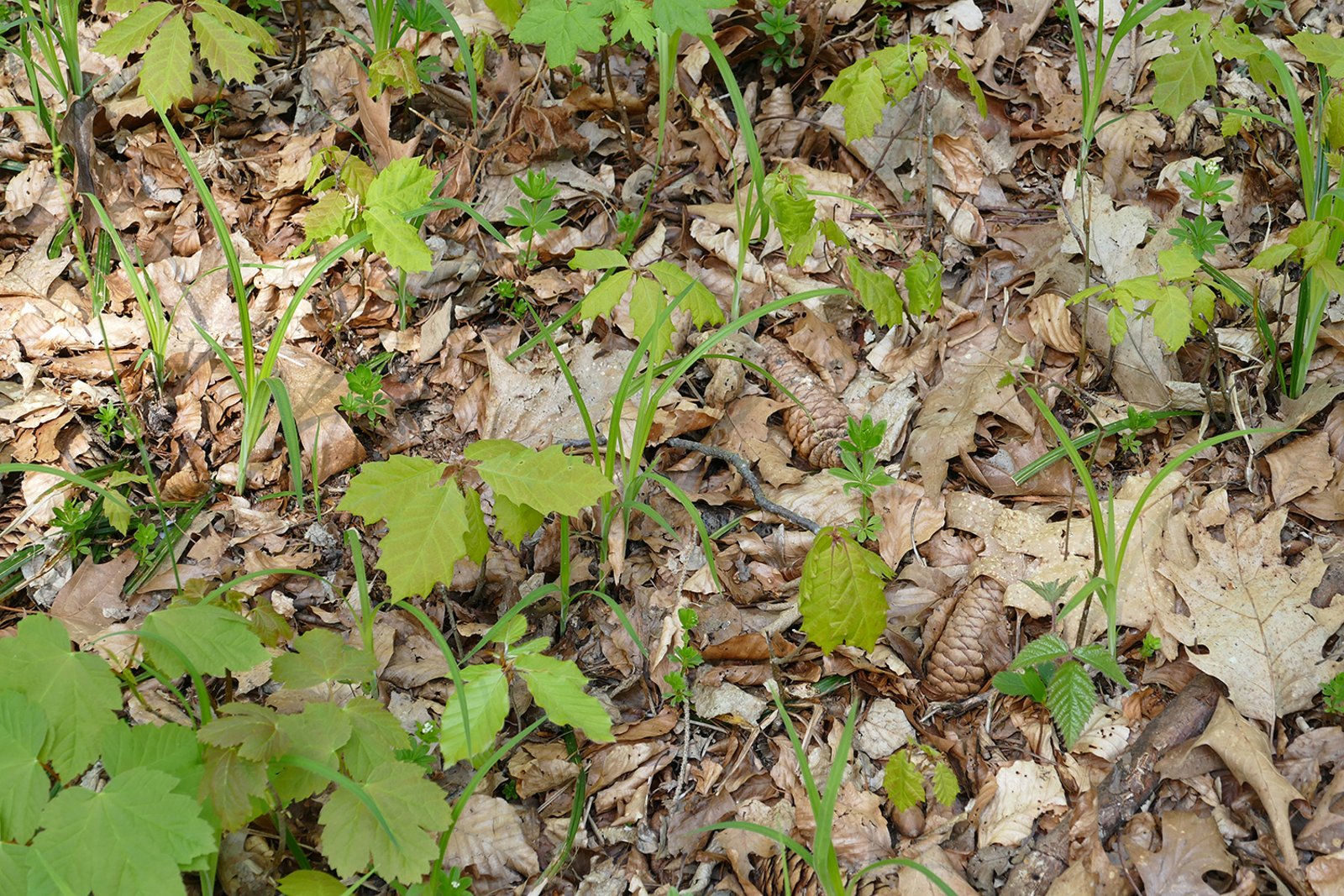 Die Roteiche - waldwissen.net