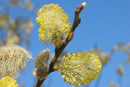Die Weiden – eine vielfältige Pflanzengattung