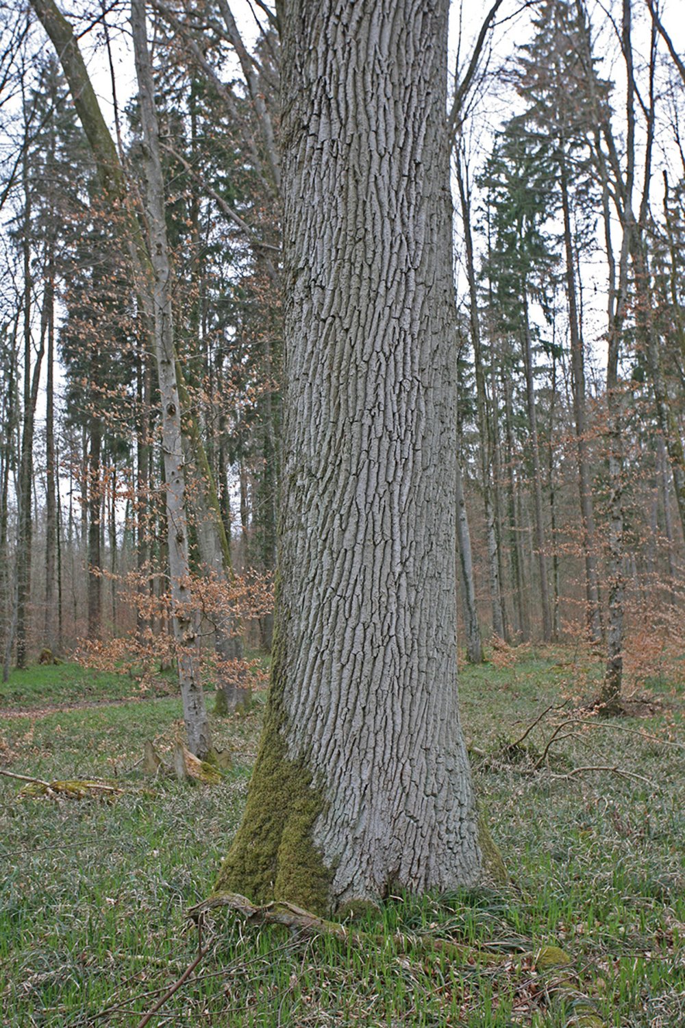 Rovere e farnia: due querce, un unico ritratto
