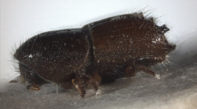 Wichtige Borkenkäferarten und ihre ökologische Bedeutung - waldwissen.net