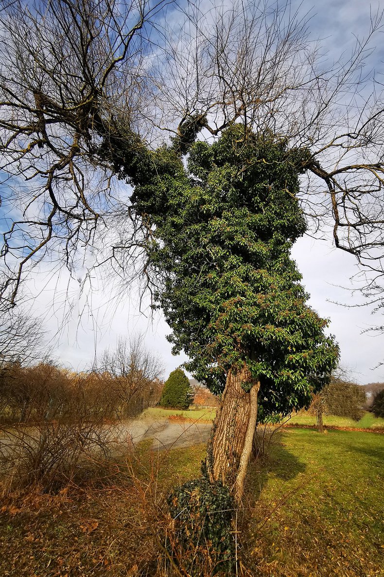 Ivy on forest trees – is it harmful or not? - waldwissen.net