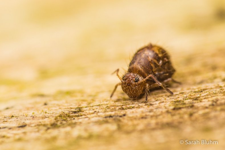 Waldbodenfauna in Baden-Württemberg: Vielfältig, bedeutend, gefährdet ...