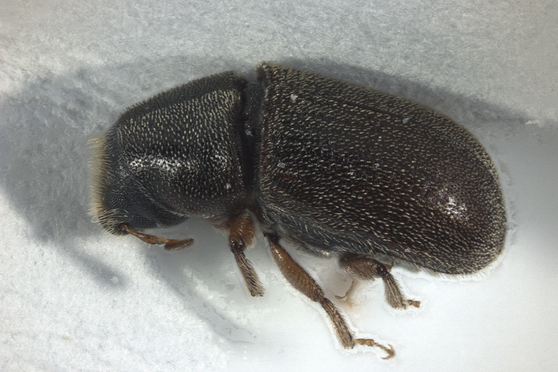 Wichtige Borkenkäferarten und ihre ökologische Bedeutung - waldwissen.net