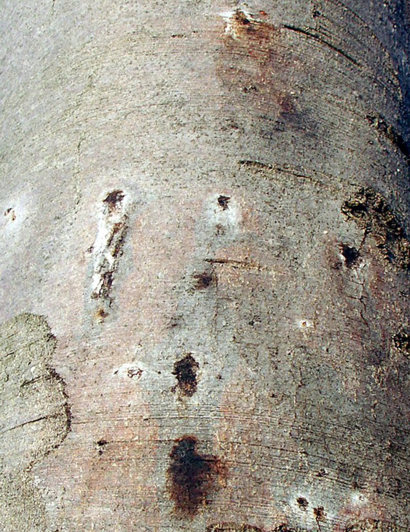 Jewel beetles - beneficiaries of dry summers - waldwissen.net