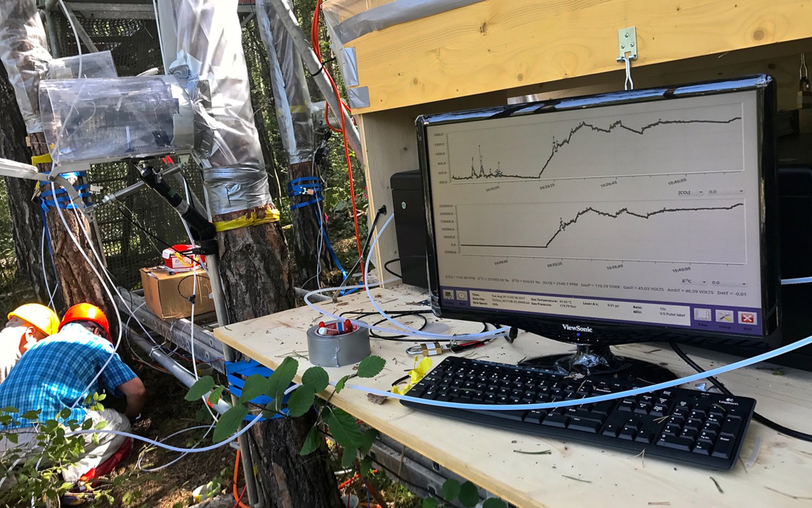 20 Jahre Waldföhrensterben im Wallis - waldwissen.net