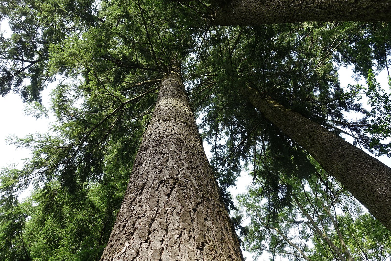 Vom Exoten zur Wirtschaftsbaumart - waldwissen.net