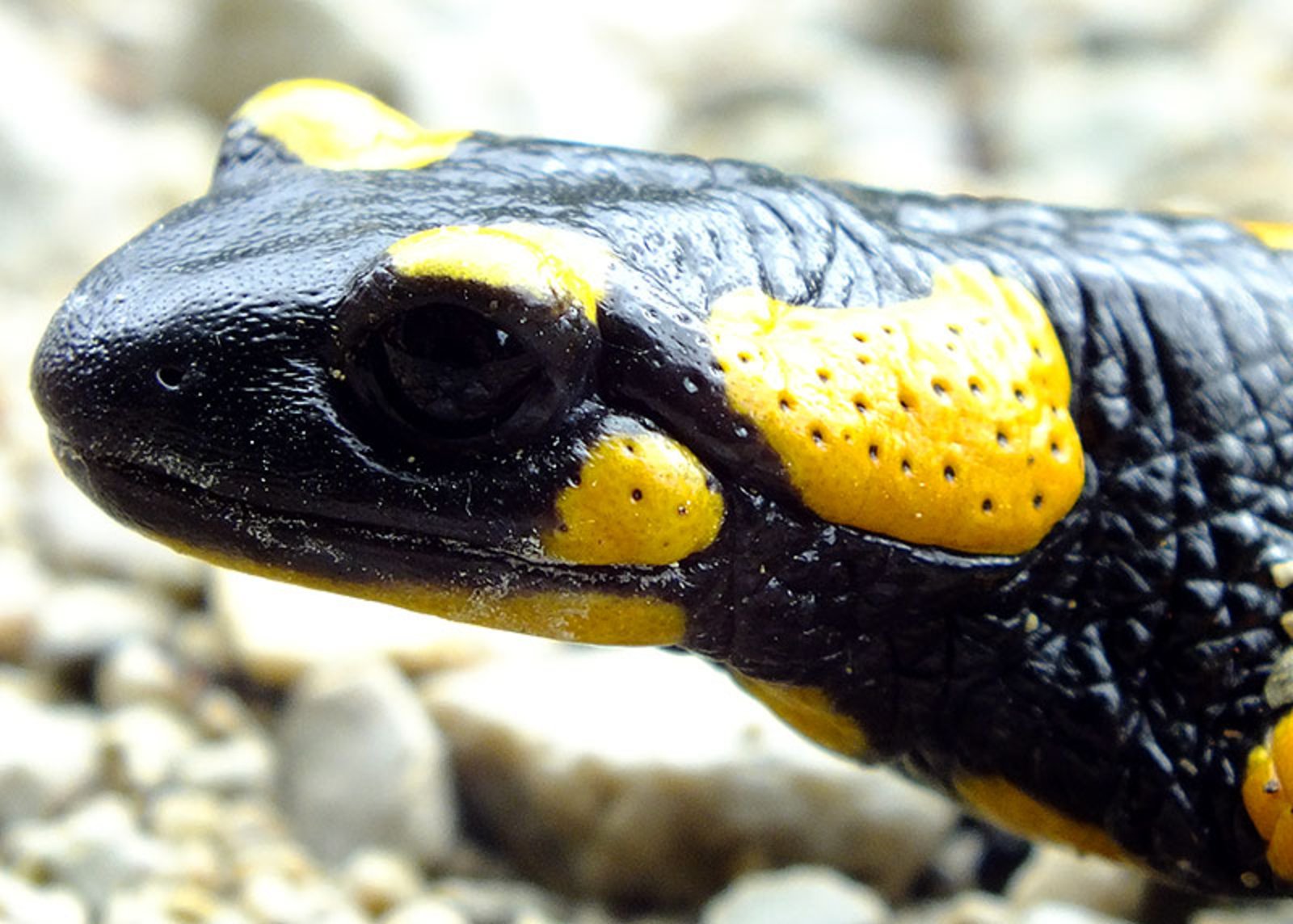 A miniature dragon in the beech forest - waldwissen.net