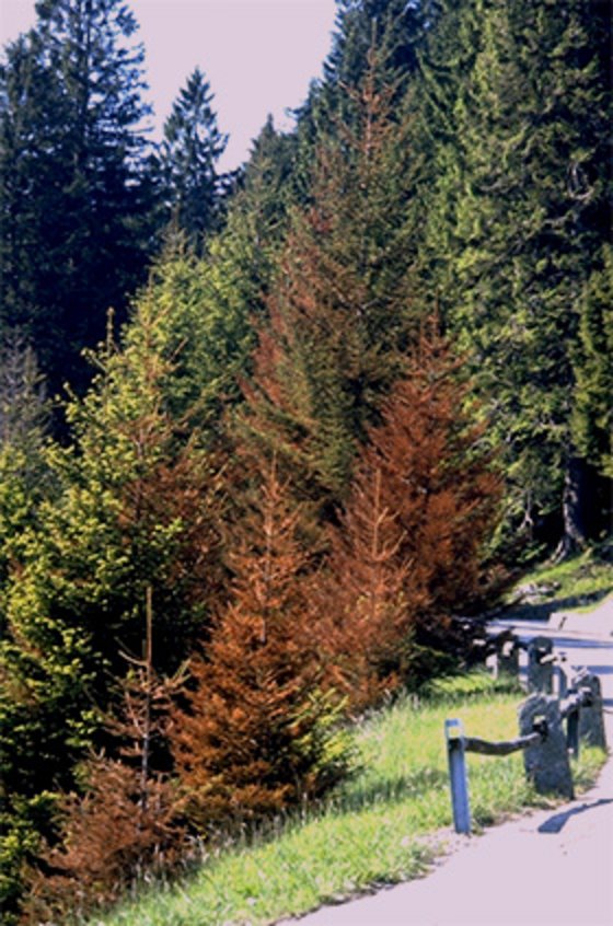 Preventing salt damage to trees