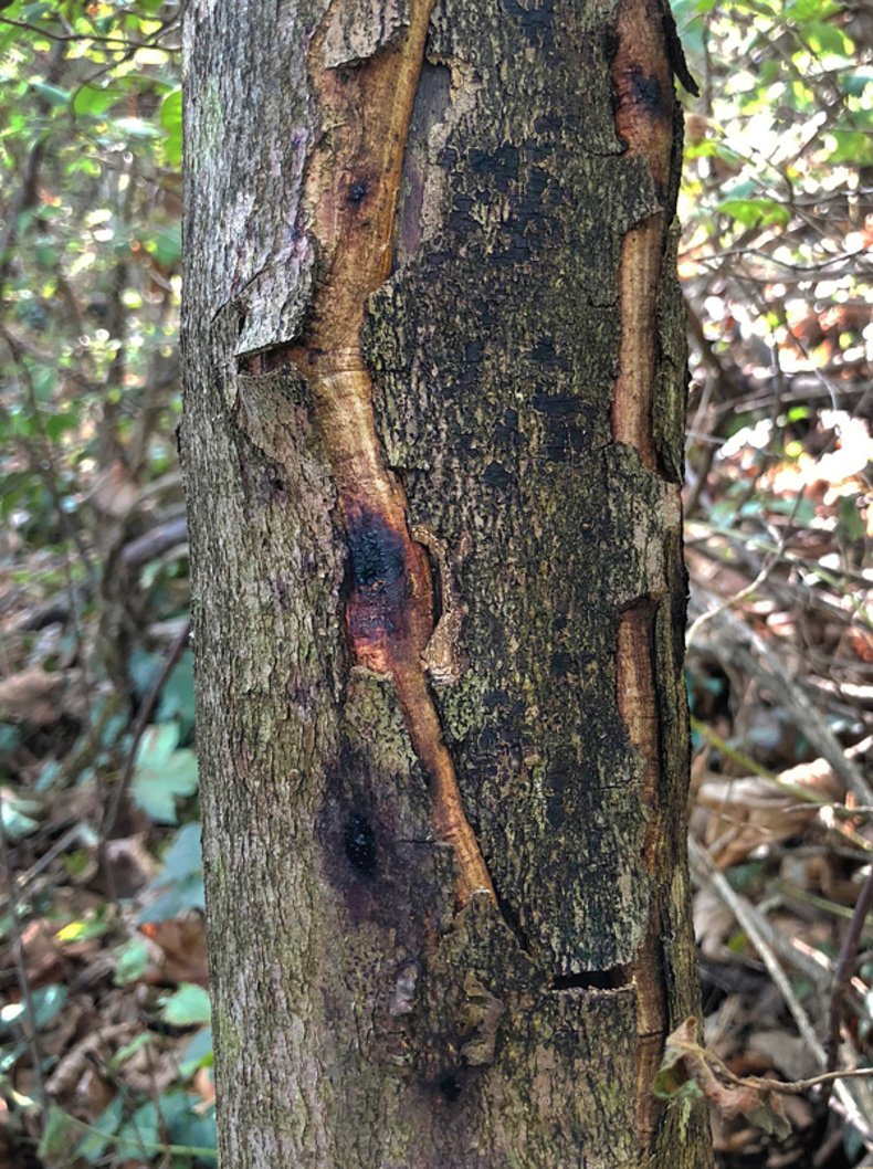 Bark exsudation on trees