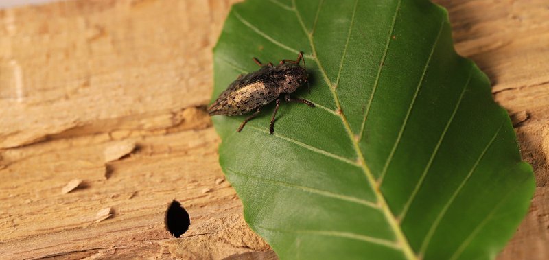 Red-listed jewel beetle re-discovered