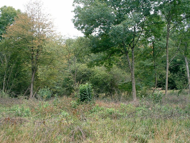 Ingolstadt setzt auf Mittelwald - waldwissen.net