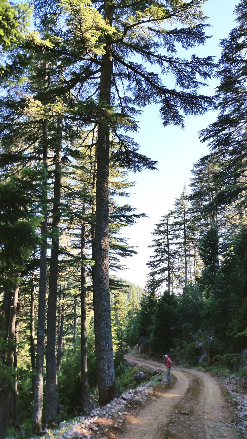 The cedar of Lebanon - a drought-tolerant tree species for dry sites ...