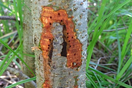 Root and collar rot of alder - waldwissen.net