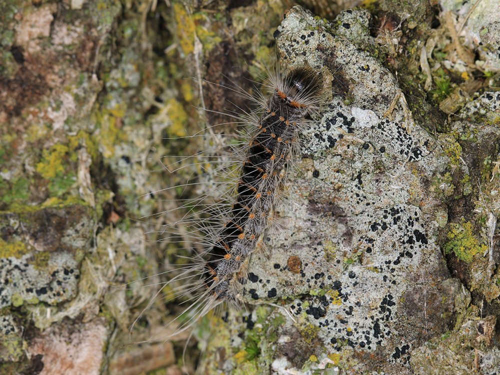 Eichenprozessionsspinner – Wissen und Massnahmen - waldwissen.net