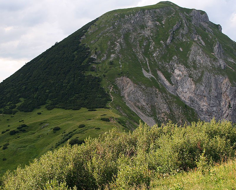 Krummholzgürtel der Alpen: Grünerle und Latsche - waldwissen.net