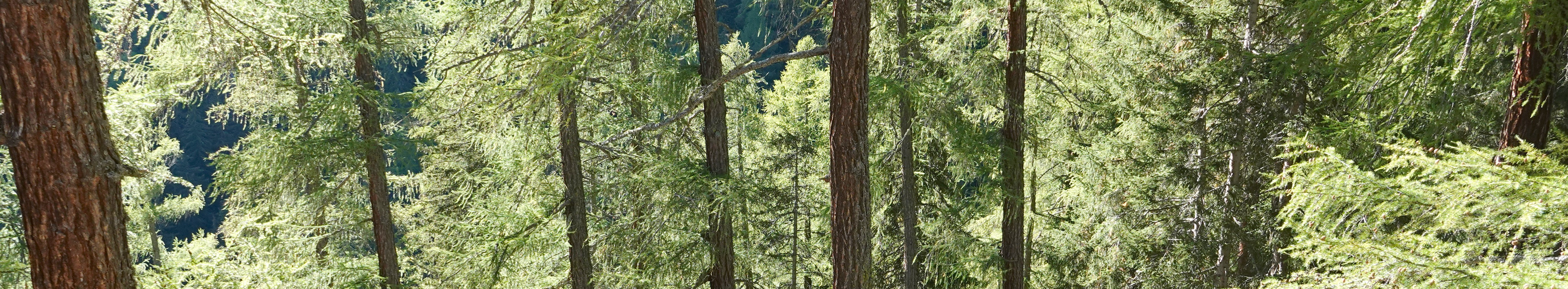 Die Lärche (Larix decidua)