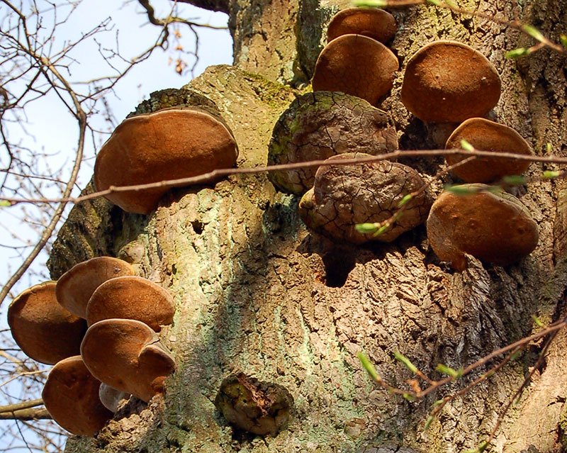 In and on the oak - waldwissen.net