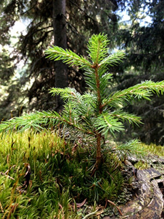 Quali fattori determinano il successo della rinnovazione sul legname ...