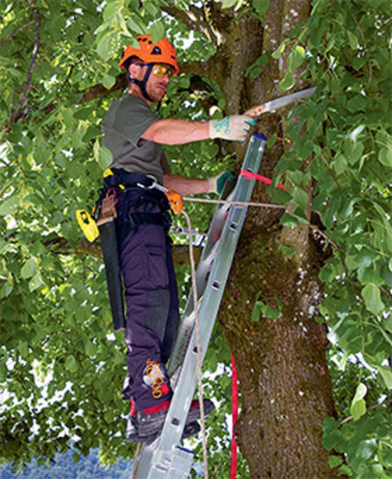 Sicheres Arbeiten auf der Leiter an Bäumen - waldwissen.net