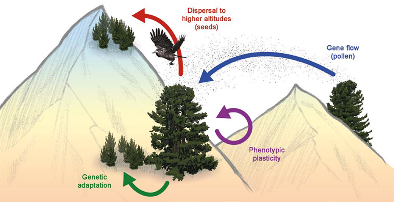 Swiss Stone Pine – Portrait of a Mountain Forest Tree