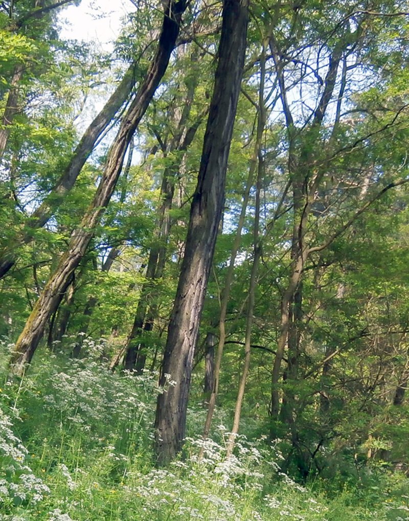 Strategies for managing invasive robinia