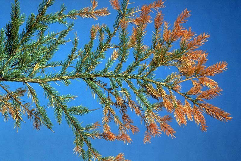 Damage caused by drought - waldwissen.net