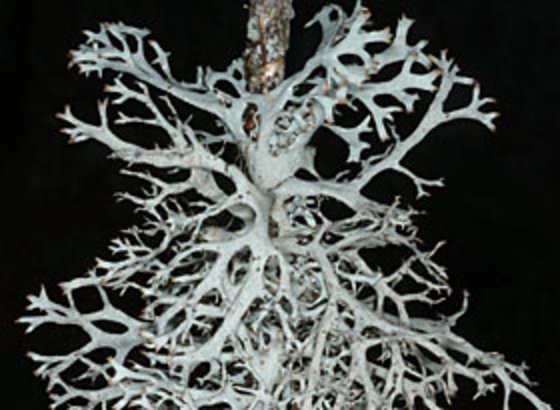 Verbreitungsatlas der Flechten der Schweiz - waldwissen.net