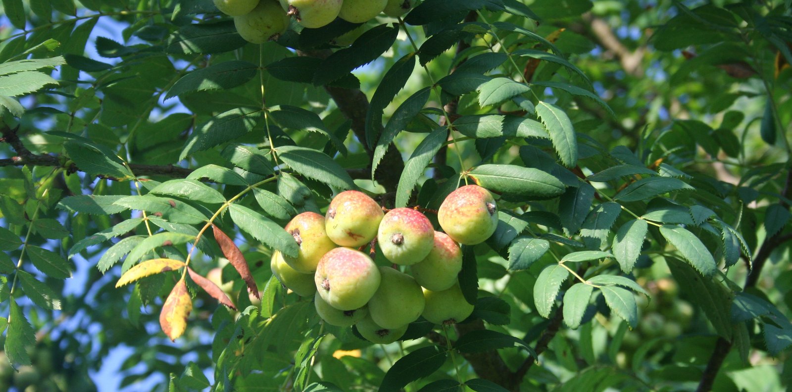 Erhaltung und Förderung des Speierlings in Bayern - waldwissen.net