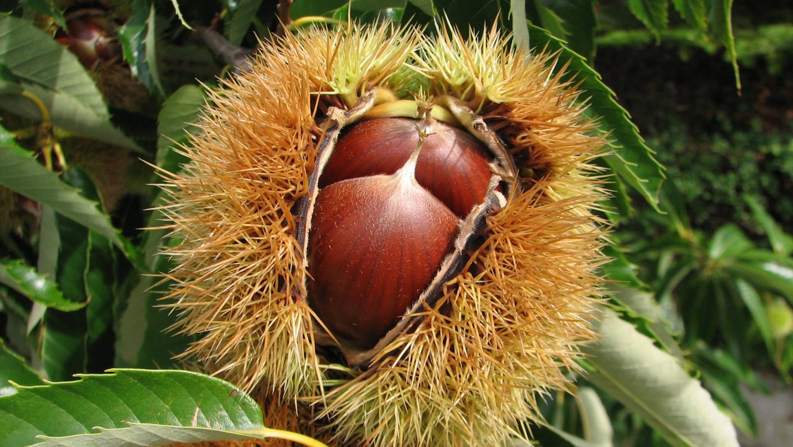 Nuts and almond kernels - a closer look at nuts and nut trees ...
