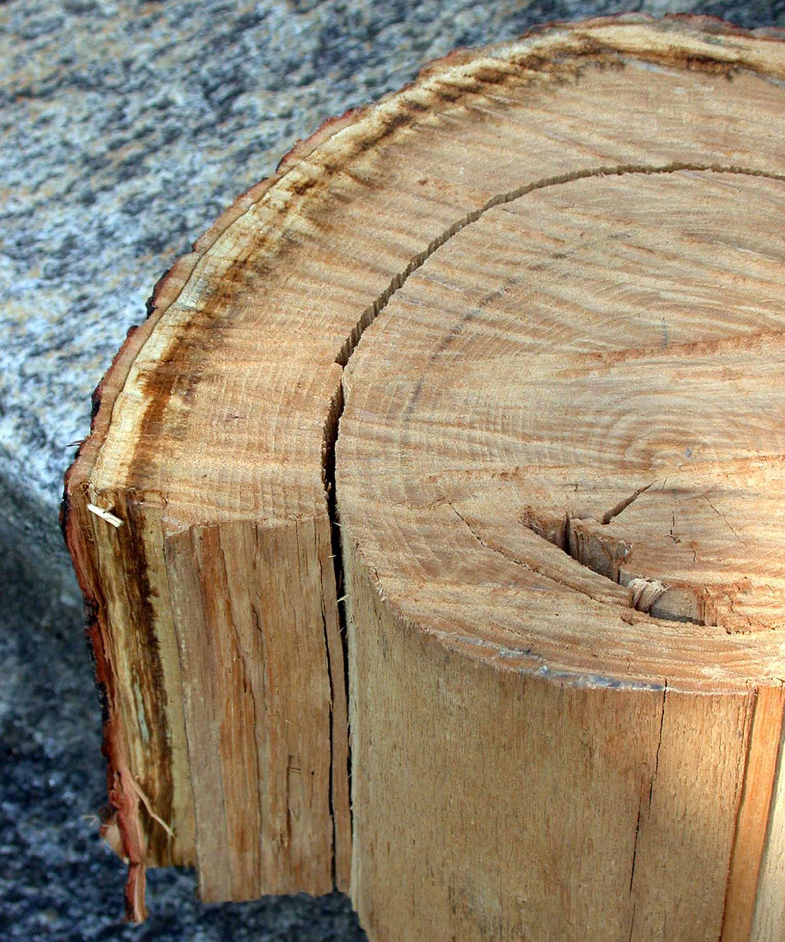 Utilisation of the sweet chestnut - waldwissen.net